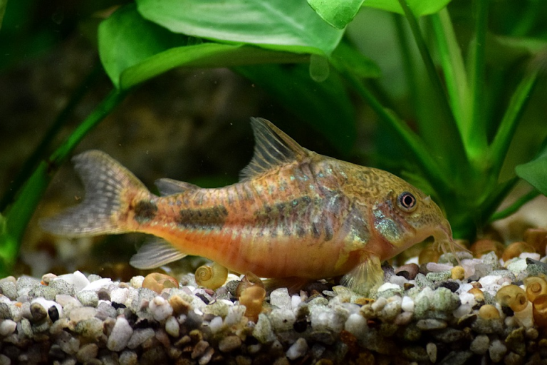 Cory Catfish | A to Z Guide - Care, Tank Mates, Size, and Diet - HomeTanks