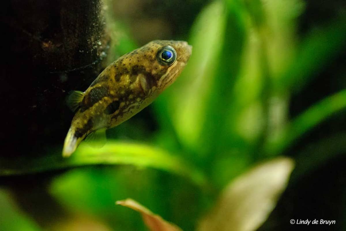 Dwarf Puffer | A to Z Guide - Care, Tank Mates, Size and Diet