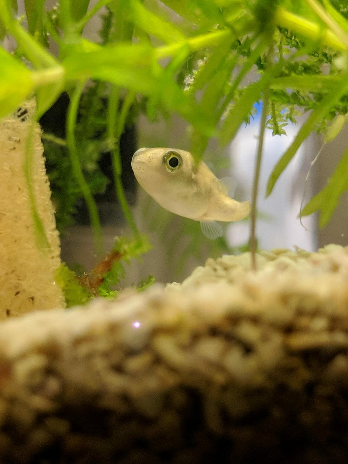 Dwarf Puffer | A to Z Guide - Care, Tank Mates, Size and Diet - HomeTanks