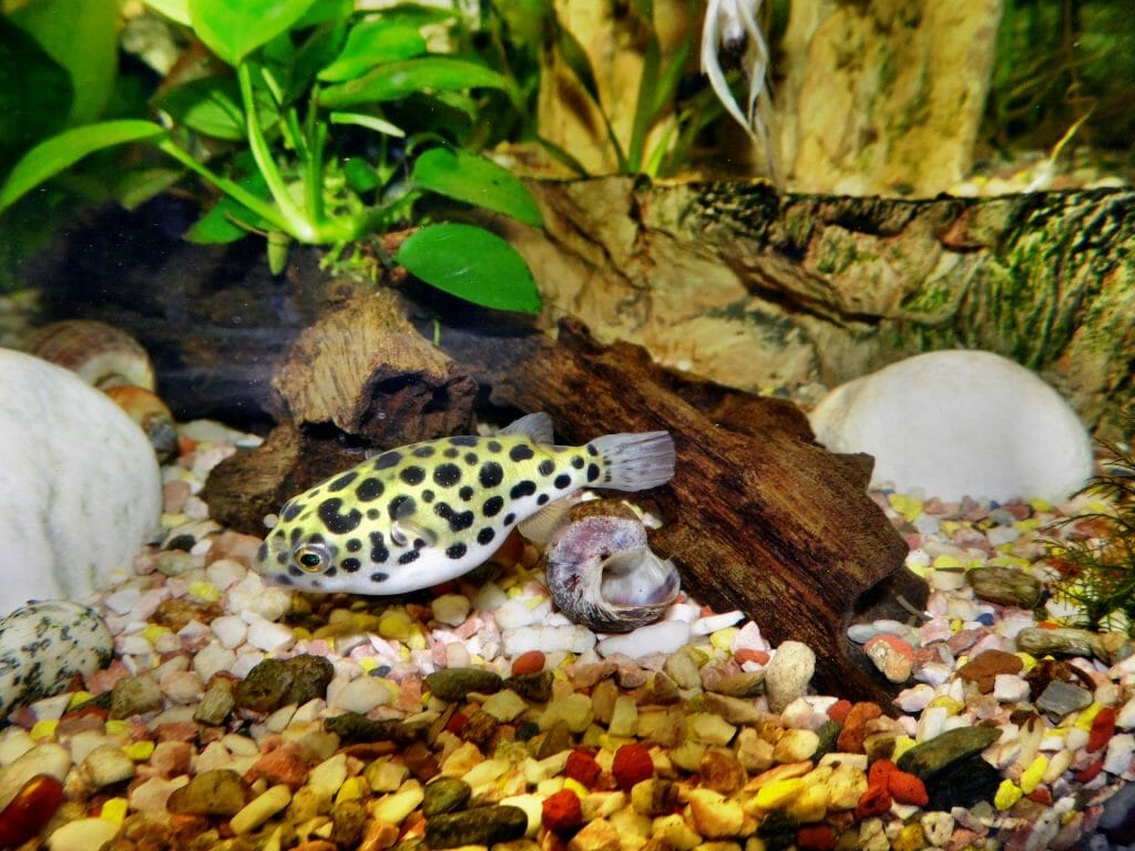 Dwarf Puffer | A to Z Guide - Care, Tank Mates, Size and Diet - HomeTanks