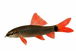 Rainbow Shark | A to Z Guide - Care, Tank Mates, Size and Diet - HomeTanks