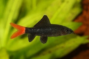 Rainbow Shark | A to Z Guide - Care, Tank Mates, Size and Diet - HomeTanks