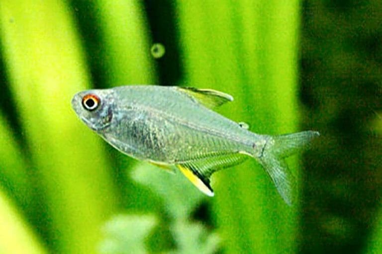 Lemon Tetra | A to Z Guide - Care, Tank Mates, Size and Diet - HomeTanks