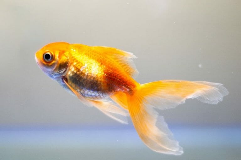 Fantail Goldfish | A to Z Guide - Care, Tank Mates, Size and Diet ...
