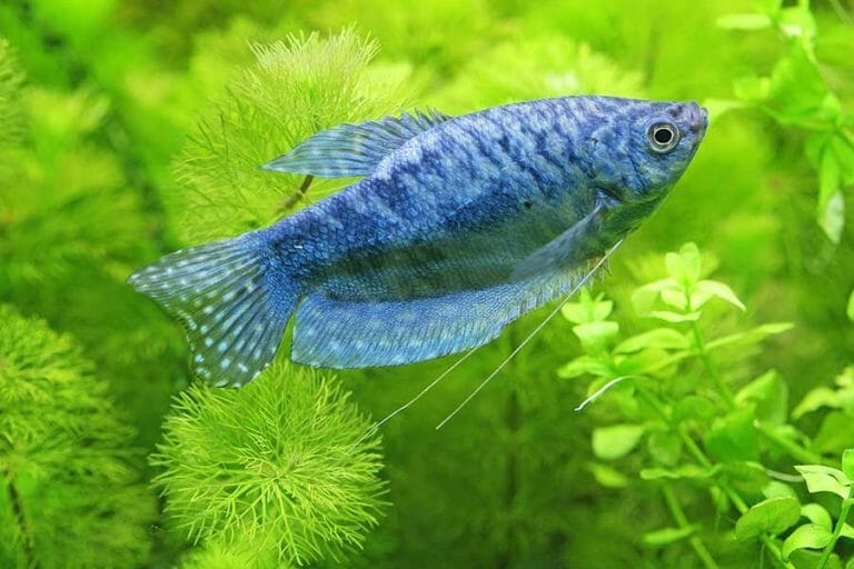 Blue Gourami | A to Z Guide - Care, Tank Mates, Size and Diet - HomeTanks