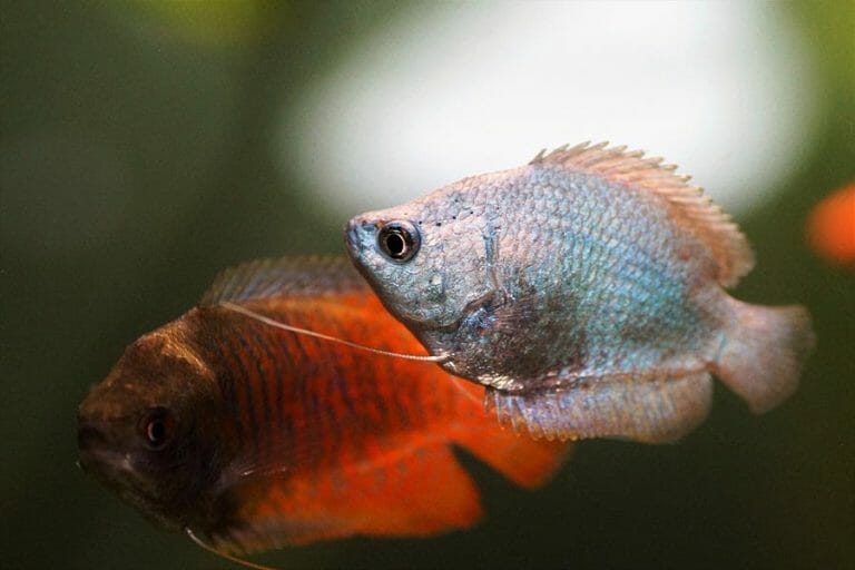Blue Gourami | A to Z Guide - Care, Tank Mates, Size and Diet - HomeTanks