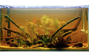 How To Remove Tannins From Aquarium Water: It's Easy! - HomeTanks