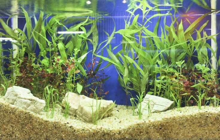 Aquarium Sand Vs Gravel Best Substrate For Your Fish Tank HomeTanks