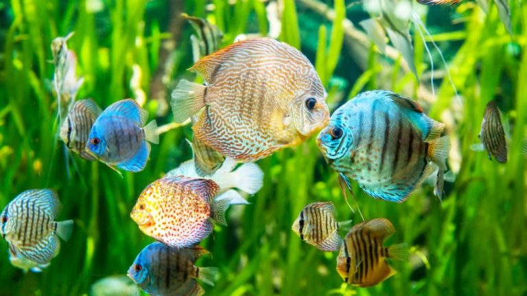 How Long Do Aquarium Fish Live? - HomeTanks