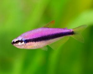 Purple Neon Tetra: Everything That You Need to Know