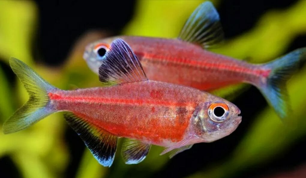 Rarest Tetra Fish: Top 11 Interesting Species - HomeTanks