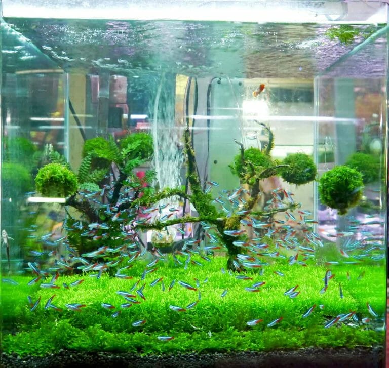 How to Make a Self-Sustaining Aquarium: Step-by-Step Process - HomeTanks