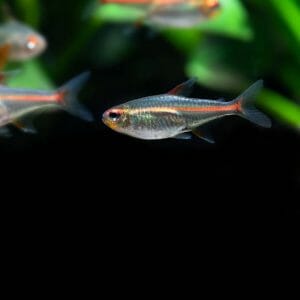 Rarest Tetra Fish: Top 11 Interesting Species - HomeTanks