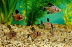 Rarest Tetra Fish: Top 11 Interesting Species - HomeTanks