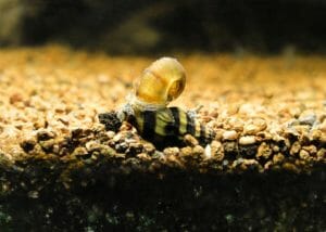 How to Add Calcium to Aquarium for Snails - HomeTanks
