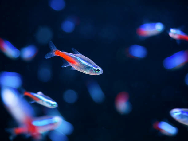 Are Neon Tetras Aggressive: Why and How - HomeTanks