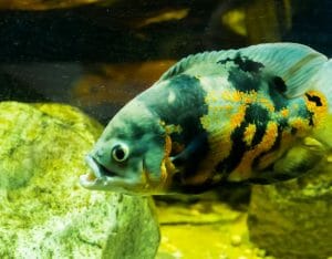 Are Oscar Fish Aggressive: Causes & Prevention - HomeTanks