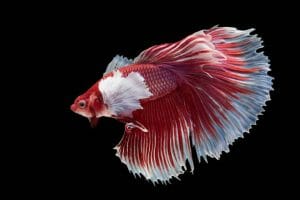 Where Does Betta Fish Come From: Origin, Distribution & Care Tips