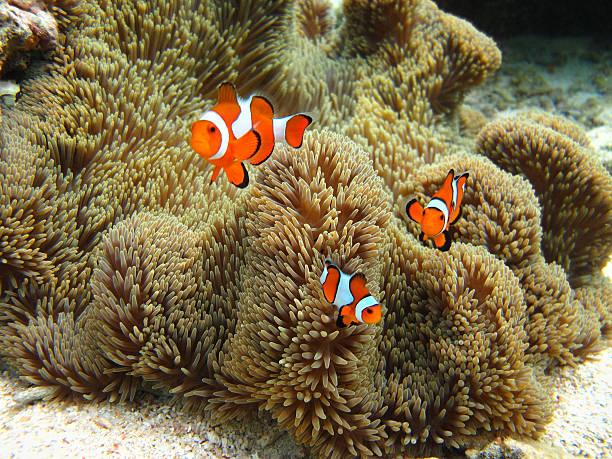 Different Types of Clownfish: 17 Most Interesting Types - HomeTanks