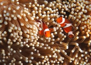 What Do Clownfish Eat: A Guide To Clownfish Foods - HomeTanks