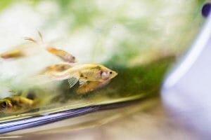 Do Guppies Have Teeth: Is Their Bite Dangerous? - HomeTanks