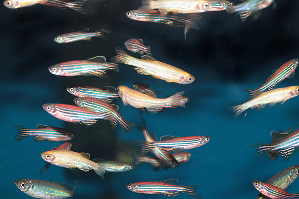 Zebra Danios Types: Top 13 Most Popular Species - HomeTanks