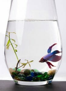 Can a Betta Fish Live in a Vase With a Plant: Steps & Care Tips