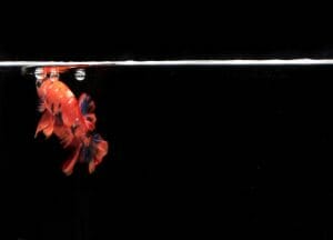 Betta Fish Rotting Fins Treatment: Causes, Prevention & Tips - HomeTanks