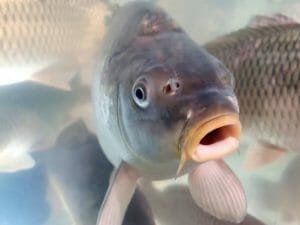 Why Is My Fish’s Mouth Stuck Open: Common Causes and What You Can Do