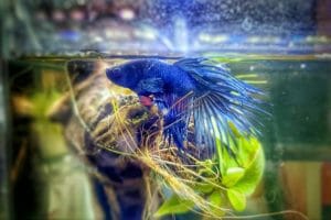 Biggest Betta Fish in the World: Facts and Overview - HomeTanks