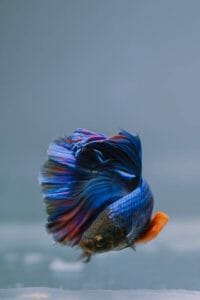 Betta Fish Losing Fins: Causes, Treatment & Prevention