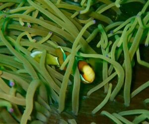 Clownfish Twitching: Causes and When to Worry - HomeTanks