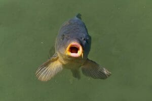 Why Is My Fish’s Mouth Stuck Open: Common Causes and What You Can Do