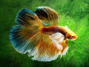 Do Betta Fish Hibernate: Facts About Their Sleeping Patterns - HomeTanks
