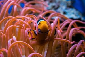What Do Clownfish Eat: A Guide To Clownfish Foods - HomeTanks