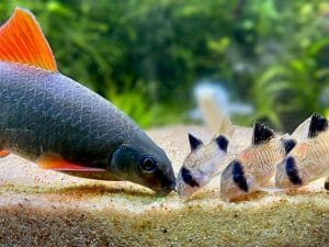Smallest Cory Catfish: Overview and Care Guide for Pygmy Cory