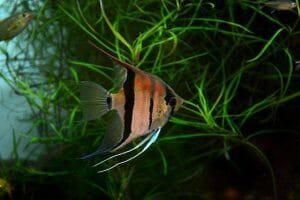 Smallest Angelfish: How Small Is It and How to Take Care of It?