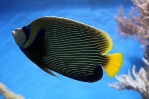 How Do Angelfish Sleep: Patterns, Habits, and Reminders to Take Note