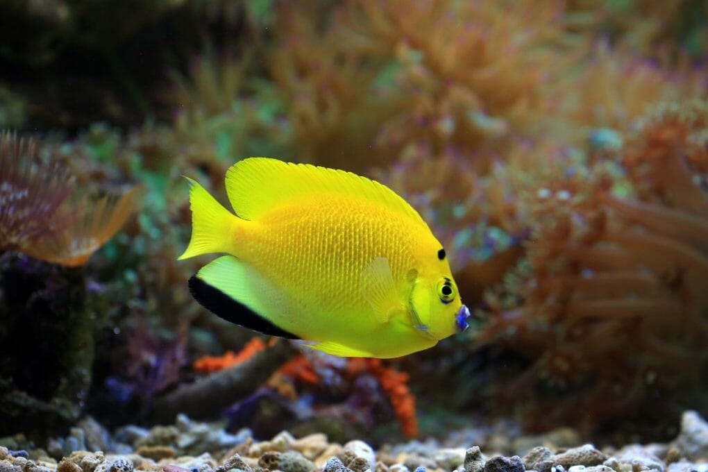 Do Angelfish Need a Filter: Reasons, Facts, and Alternatives - HomeTanks