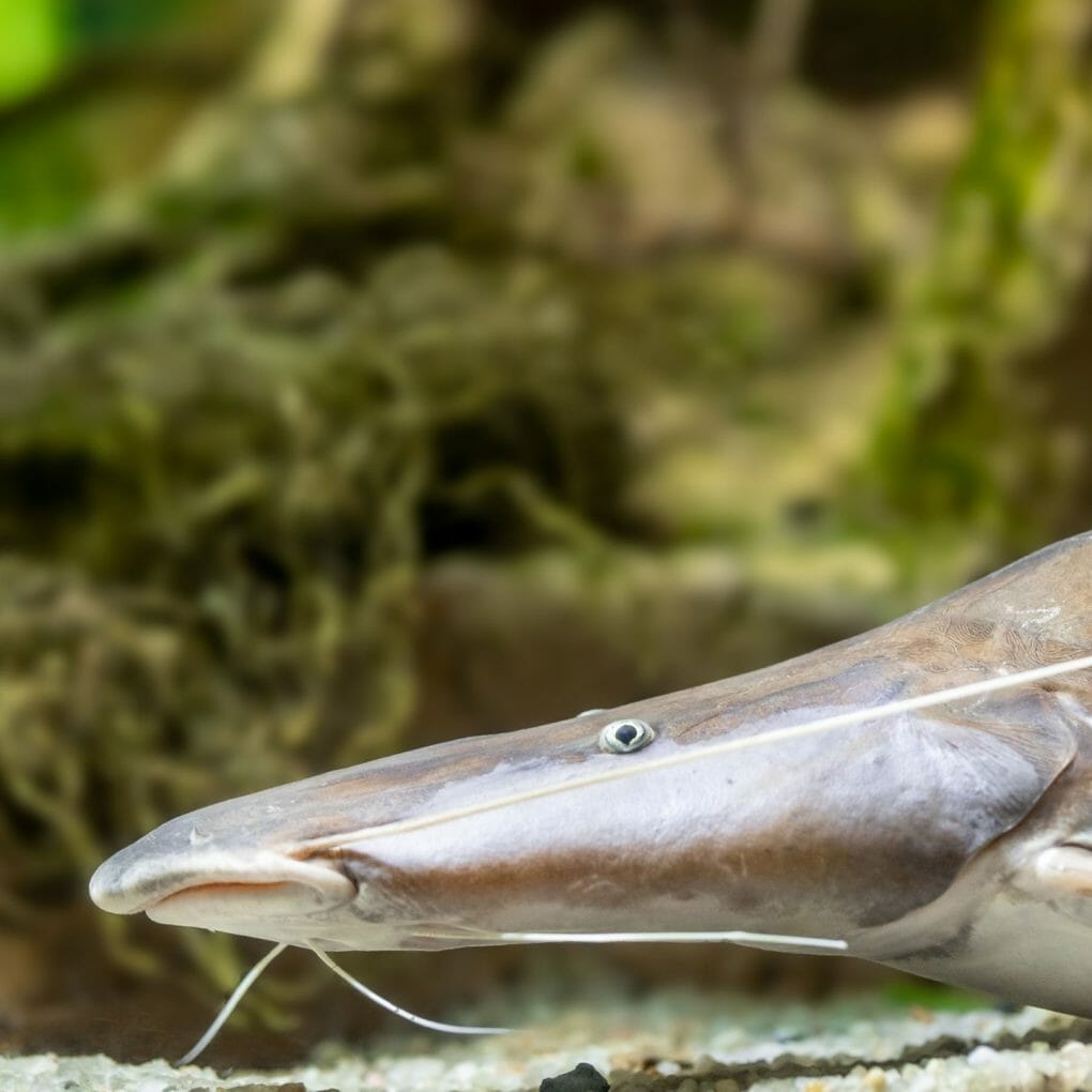 Most Rare Aquarium Fish: Species Worthy of a Collector's Fish Tank