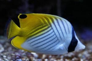 How Do Angelfish Sleep: Patterns, Habits, and Reminders to Take Note