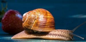 Do Snails Live in Water: Can They Survive Without Water?