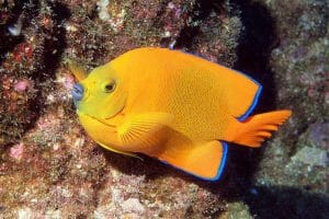 What Temperature Should Angelfish Be Kept at? - HomeTanks