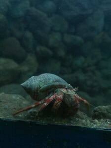 Do Hermit Crabs Poop: Facts and Guidelines to Keeping Your Pets Clean