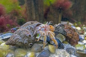 Hermit Crab Molting or Dead: Understanding Hermit Crabs' Molting Stage ...