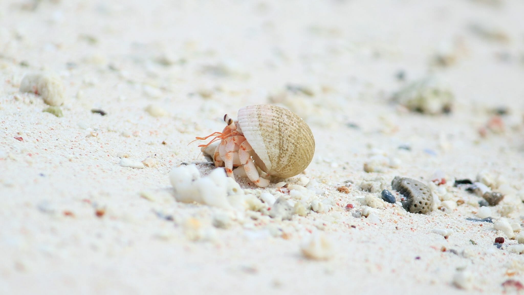 Life Cycle of a Hermit Crab: Things You Must Know as a Hermit Crab Pet ...