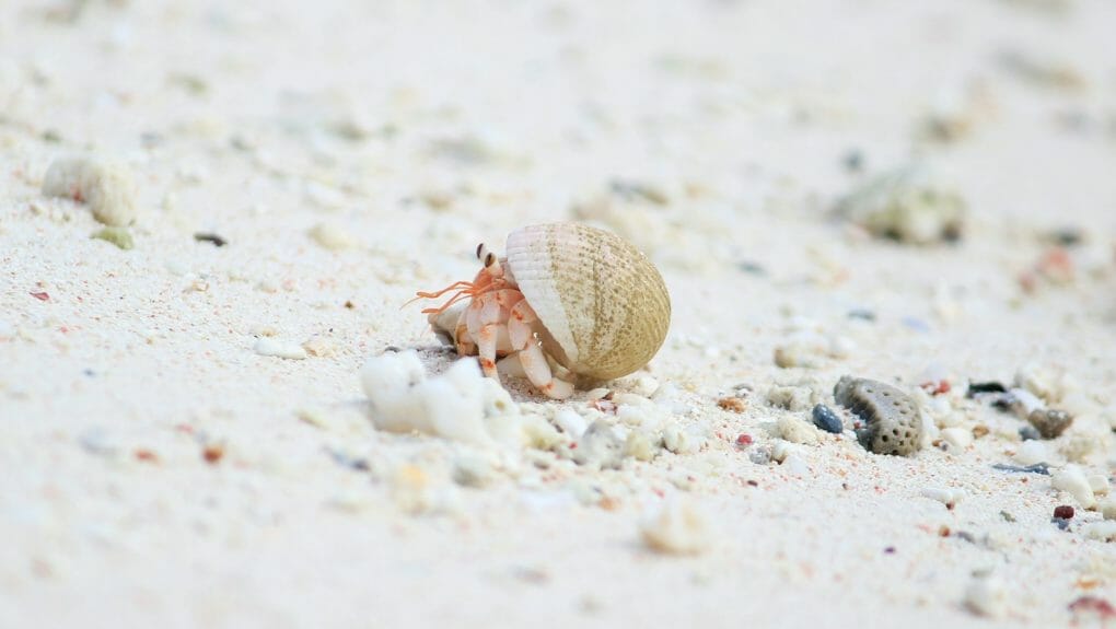 Life Cycle of a Hermit Crab: Things You Must Know as a Hermit Crab Pet ...