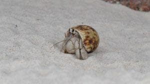 Hermit Crab Mating: Reproduction and Breeding Tips - HomeTanks