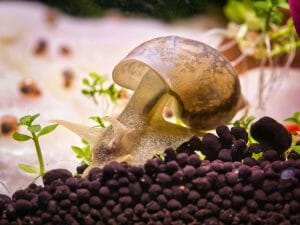 Tiny Snails in a Fish Tank: Everything You Need to Know About Aquarium ...