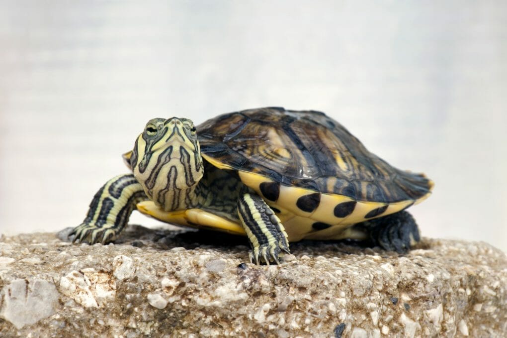 Can Red-Eared Slider Turtles Eat Apples: Benefits and Guidelines in ...